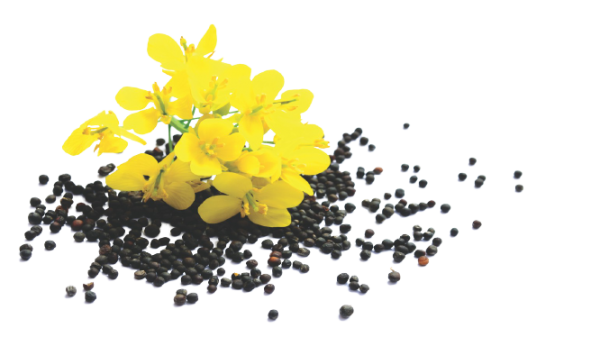 Rapsis – Lats Agro